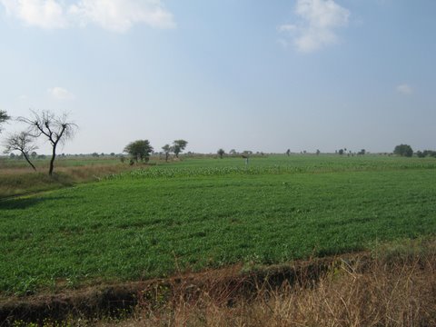 Big India Farms (BIF) Land Photos